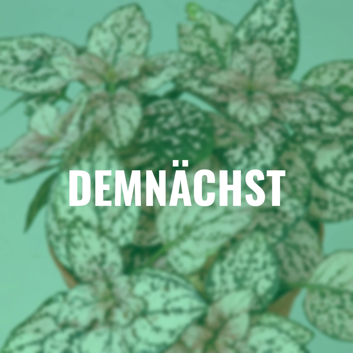 Rosa Punktblume, im ca. 9 cm-Topf günstig kaufen bei Gärtner Harry