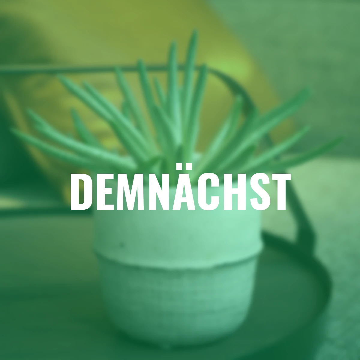 Senecio Snow Peak, im ca. 11 cm-Topf günstig kaufen bei Gärtner Harry