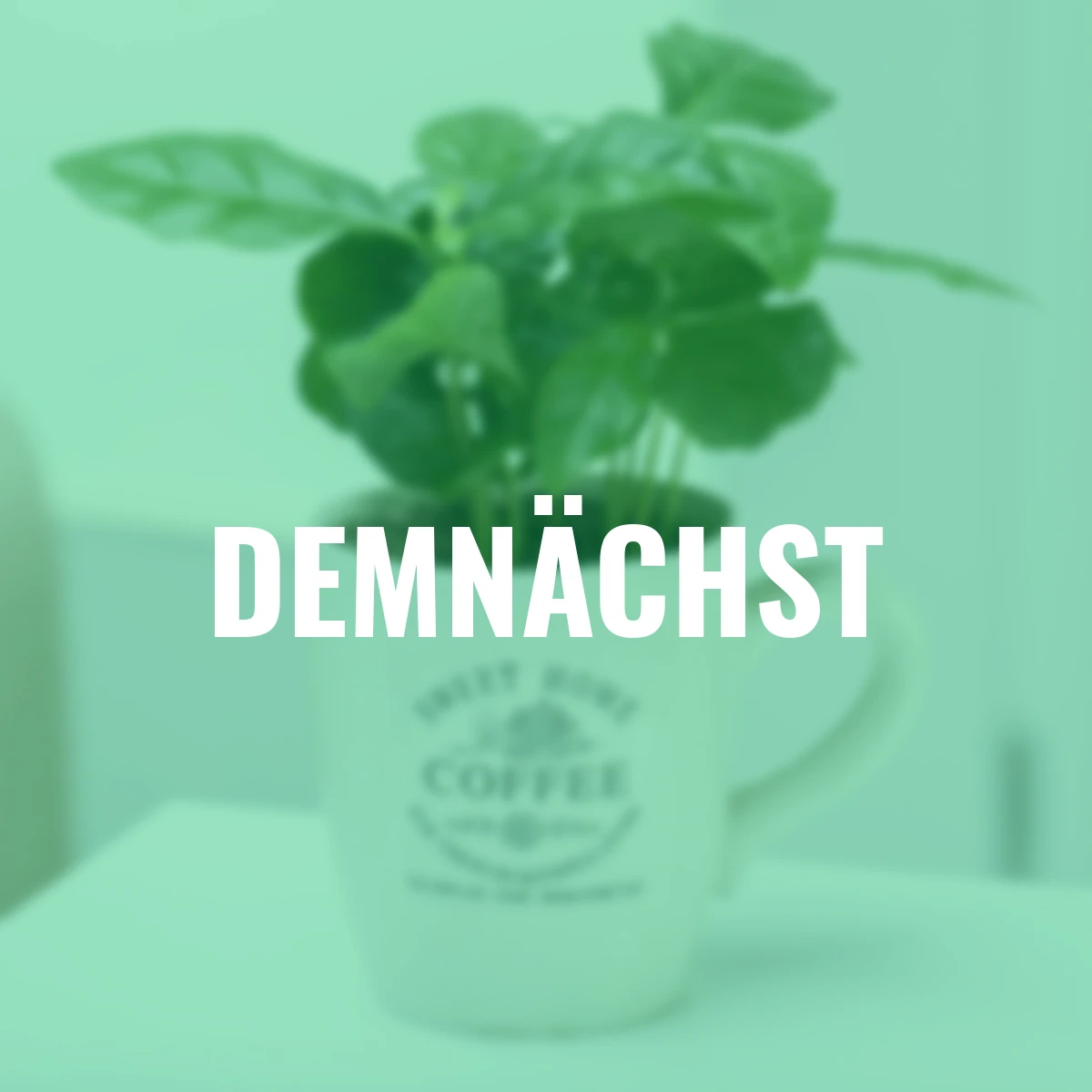 Coffea Arabica mit Kaffeetasse, im ca. 7 cm-Topf günstig kaufen bei ...