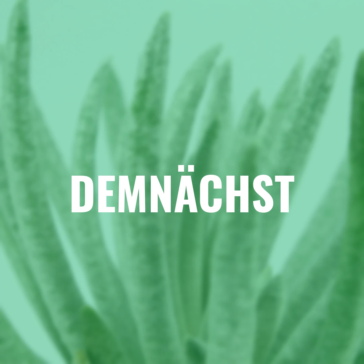 Senecio Snow Peak, im ca. 11 cm-Topf günstig kaufen bei Gärtner Harry