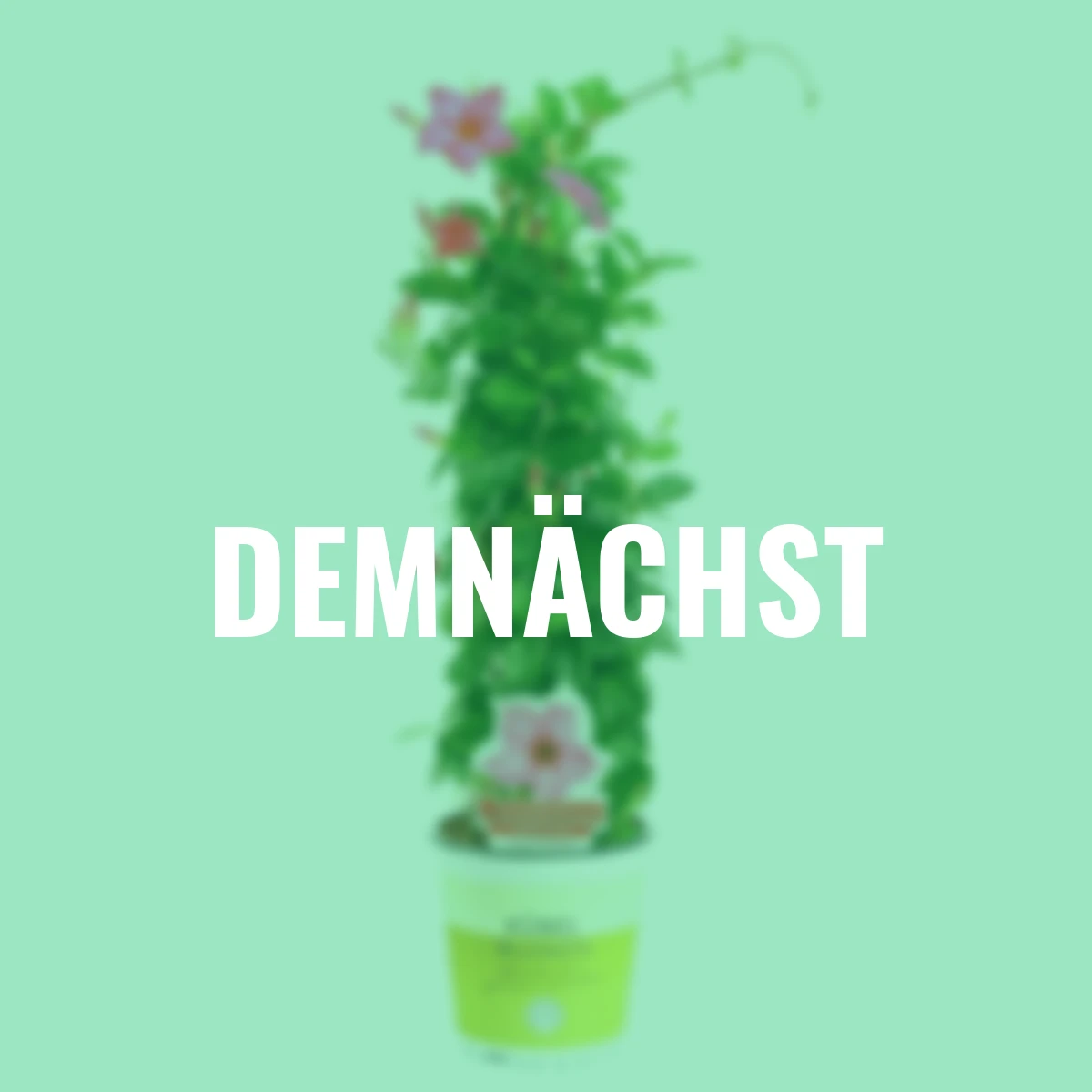 Dipladenia-Pyramide, rosa günstig kaufen bei Gärtner Harry