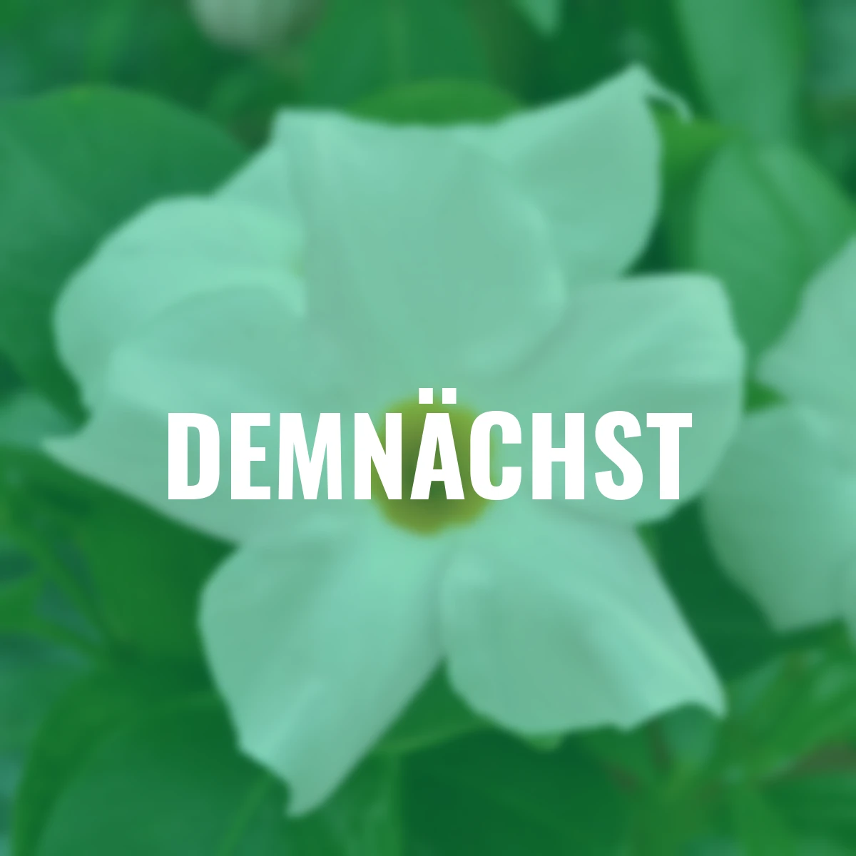 Dipladenia-Pyramide, weiß günstig kaufen bei Gärtner Harry