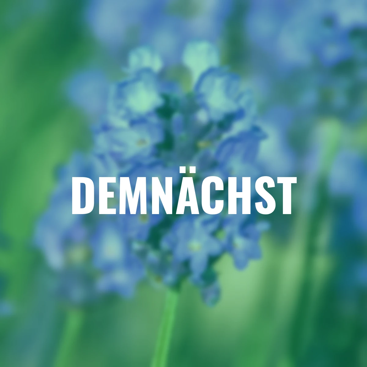 Englischer Lavendel Peter Pan günstig kaufen bei Gärtner Harry