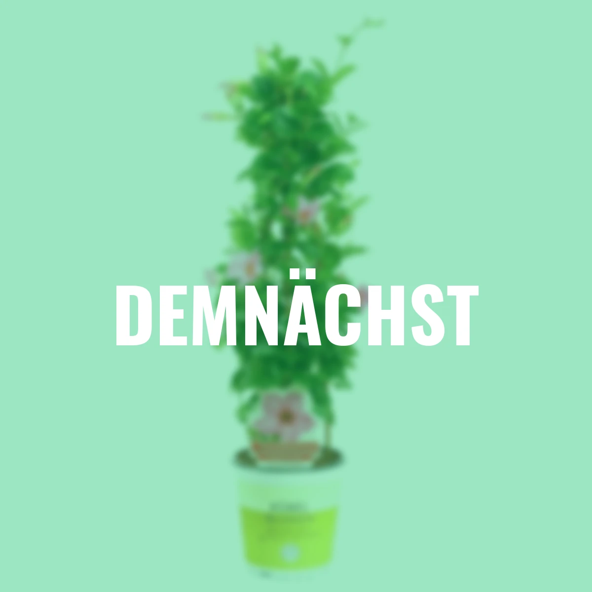 Dipladenia-Pyramide, rosa günstig kaufen bei Gärtner Harry