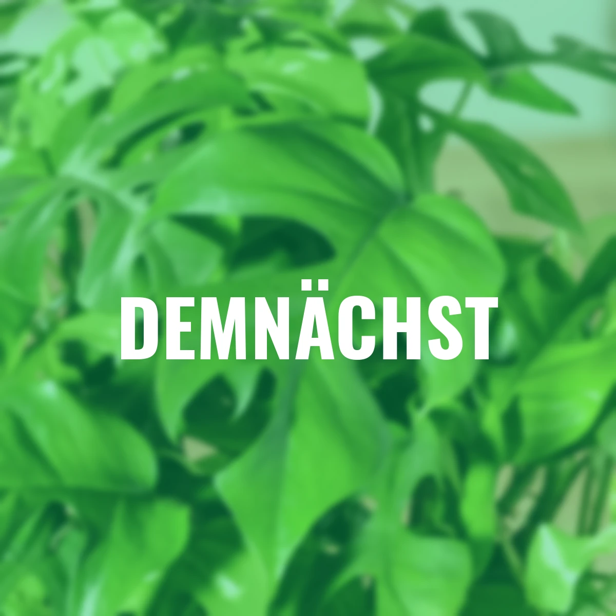 Fensterblatt Minima, Höhe ca. 20-25 cm günstig kaufen bei Gärtner Harry