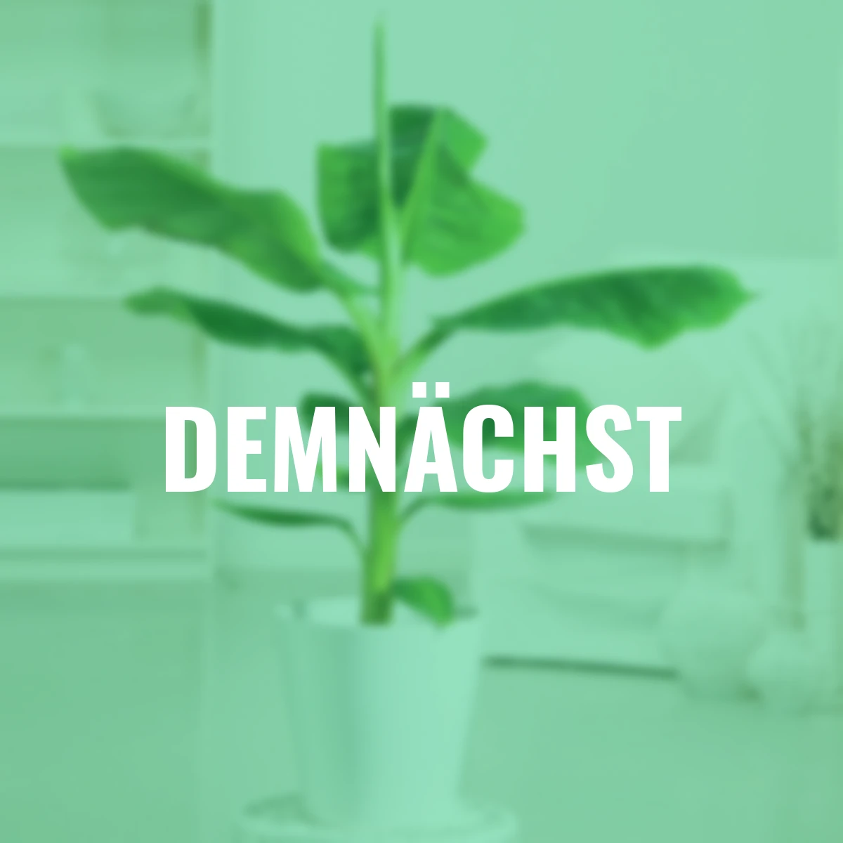 Banane Musa Tropicana, Höhe ca. 20-30 cm günstig kaufen bei Gärtner Harry