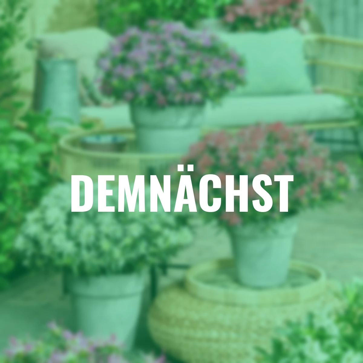 Japanische Azalee Star Style®, lila günstig kaufen bei Gärtner Harry