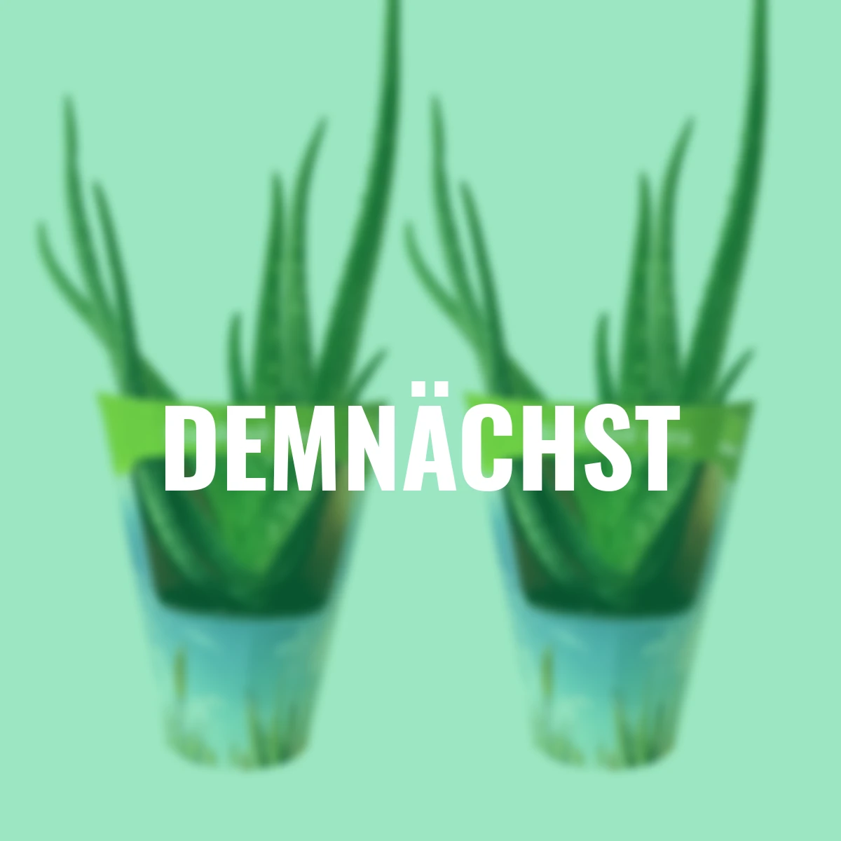 Zimmerpflanzen-Set Aloe Mix günstig kaufen bei Gärtner Harry