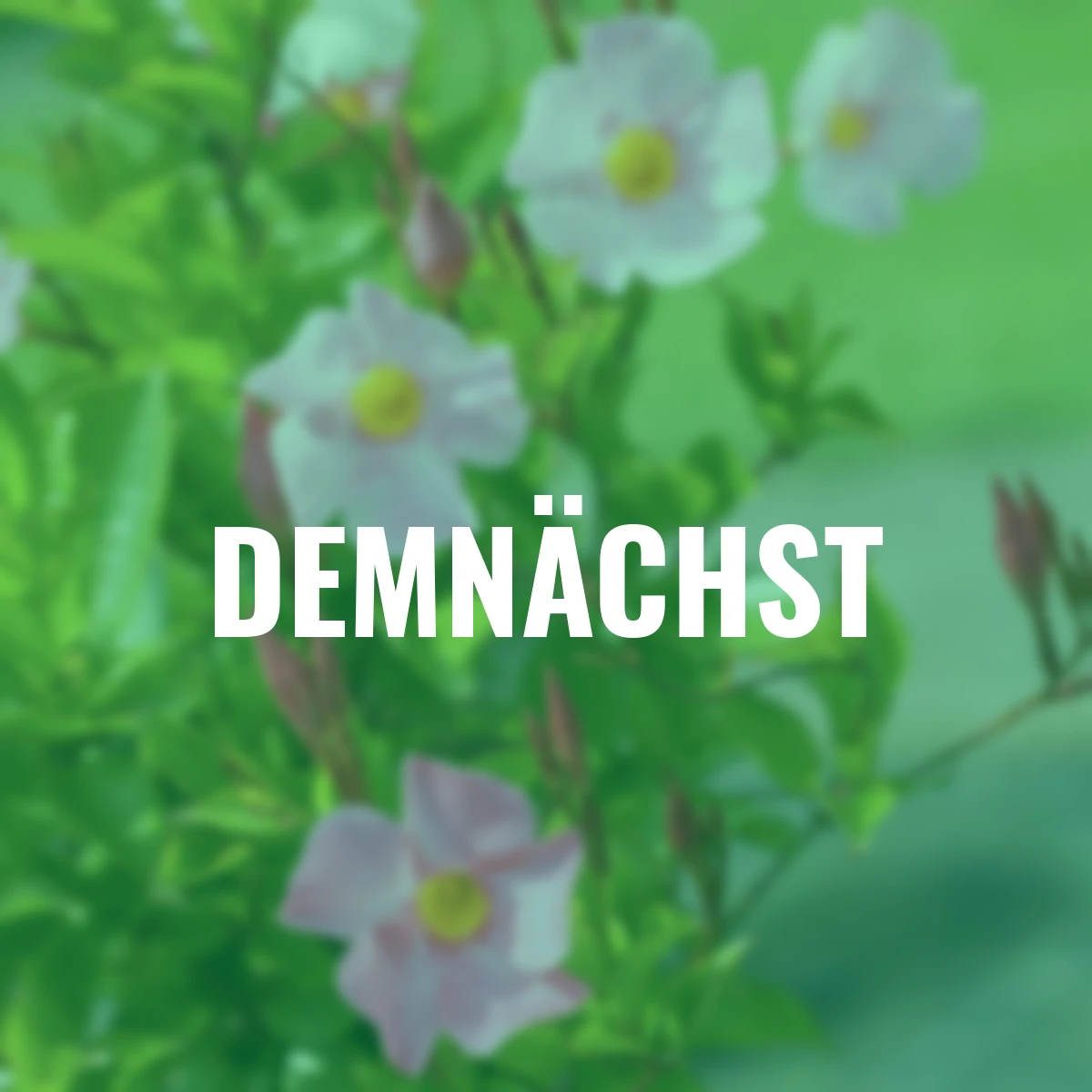 Dipladenia-Pyramide, rosa günstig kaufen bei Gärtner Harry