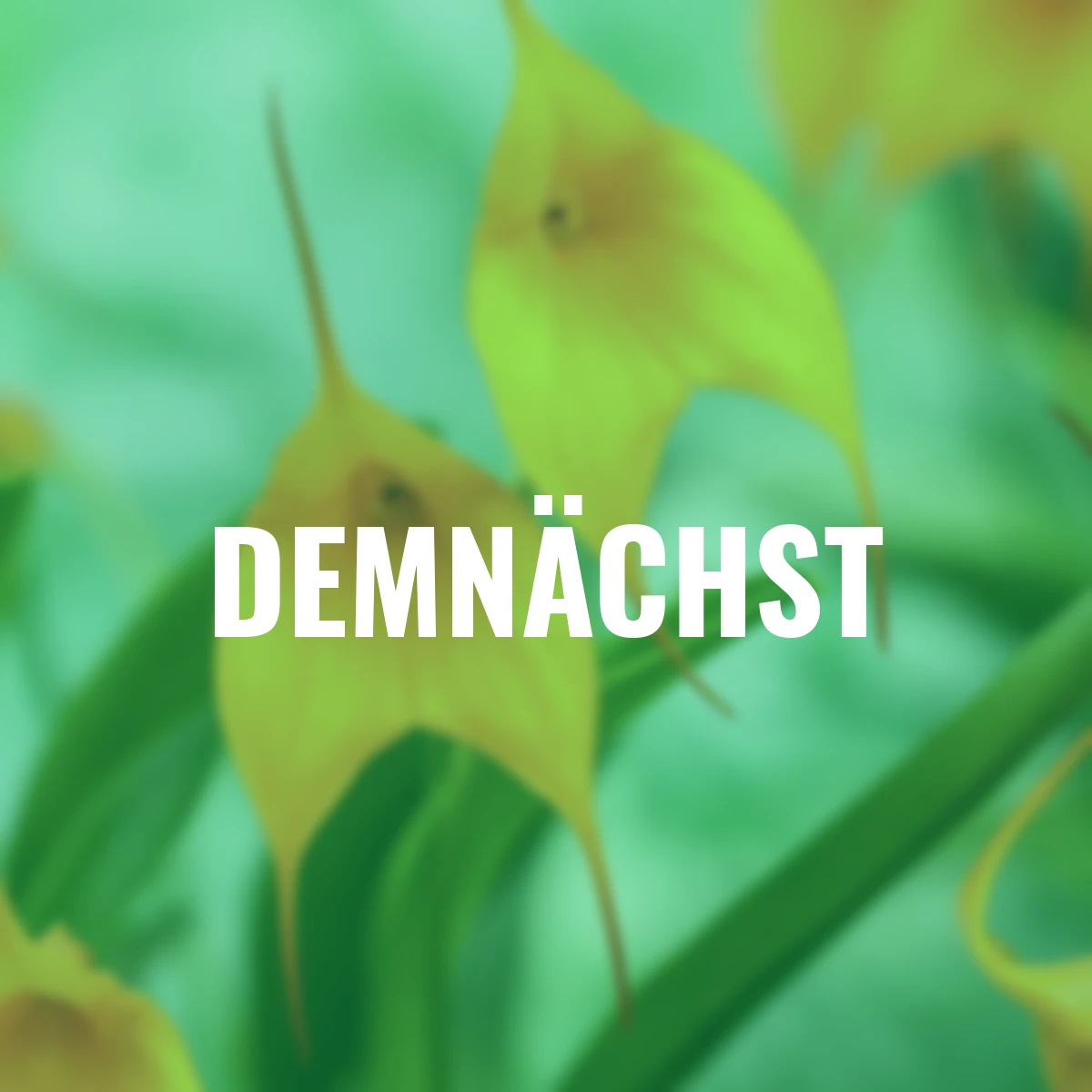 Orange Orchidee BallaVallia, Höhe ca. 20-30 cm günstig kaufen bei ...