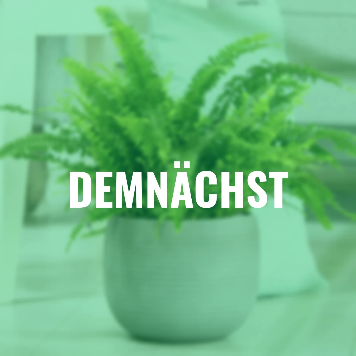 Schwertfarn Green Lady, im ca. 21 cm-Topf günstig kaufen bei Gärtner Harry