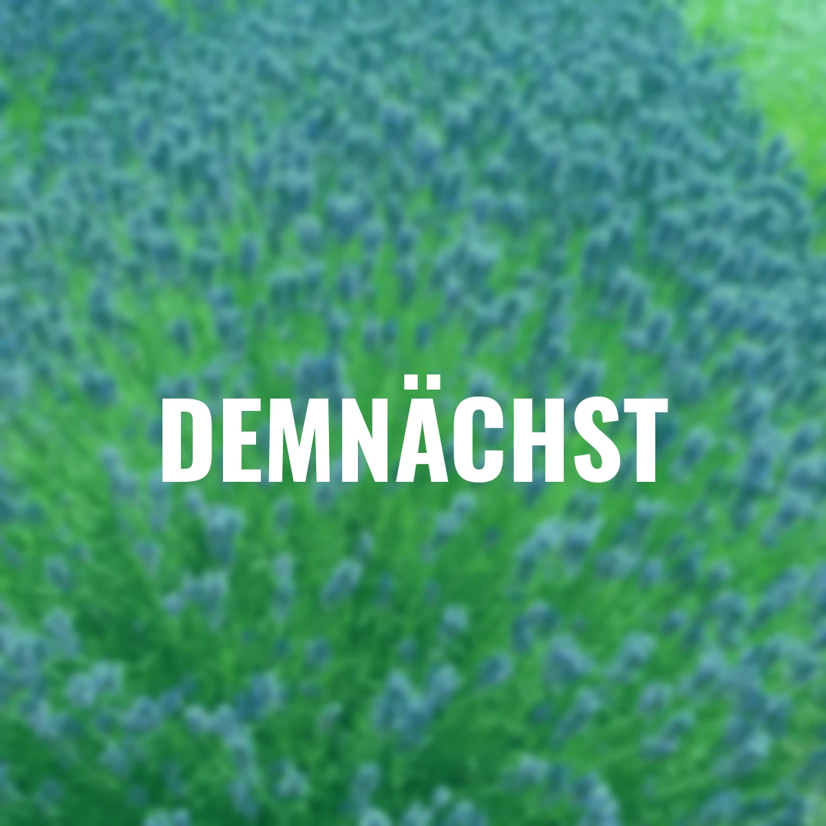 Englischer Lavendel Peter Pan günstig kaufen bei Gärtner Harry