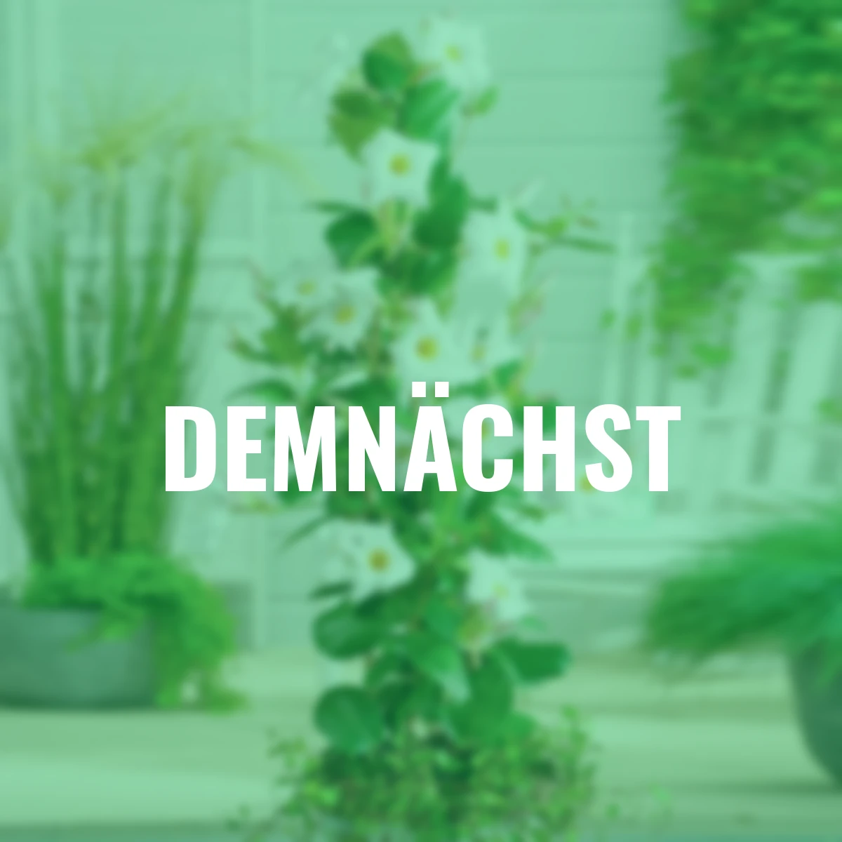 Dipladenia-Pyramide, weiß günstig kaufen bei Gärtner Harry