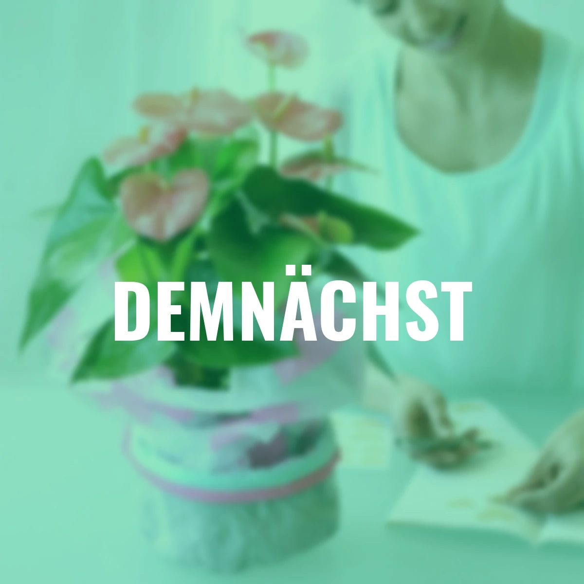 Rosa Flamingoblume, im ca. 10 cm-Topf günstig kaufen bei Gärtner Harry