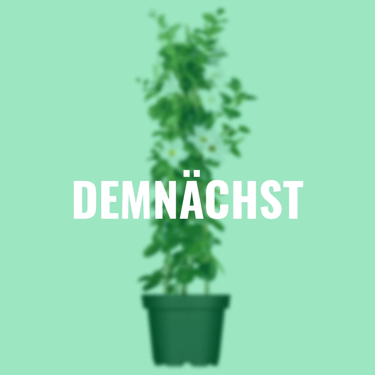 Dipladenia-Pyramide, weiß günstig kaufen bei Gärtner Harry