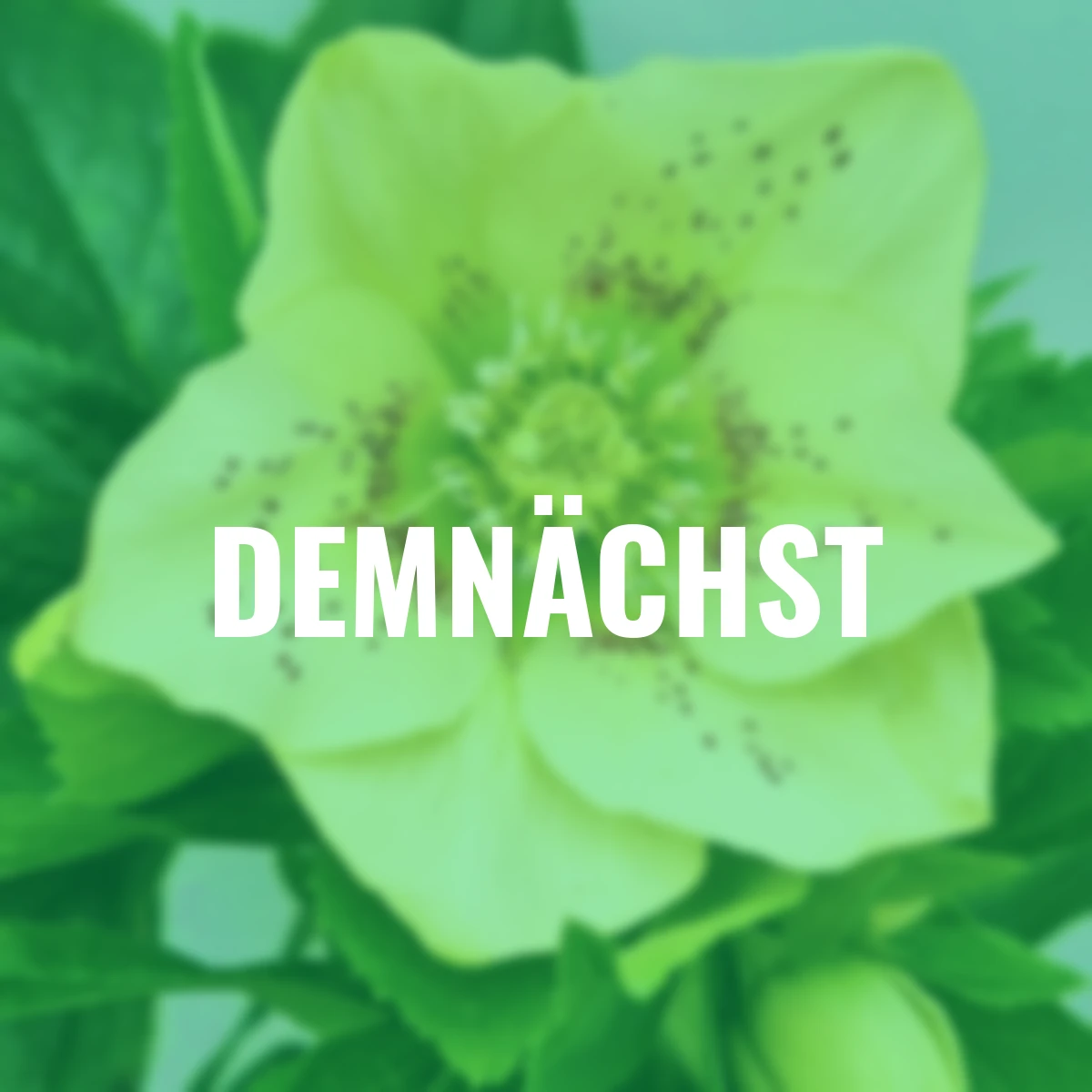 Gelbe Lenzrose ViV Maeva günstig kaufen bei Gärtner Harry