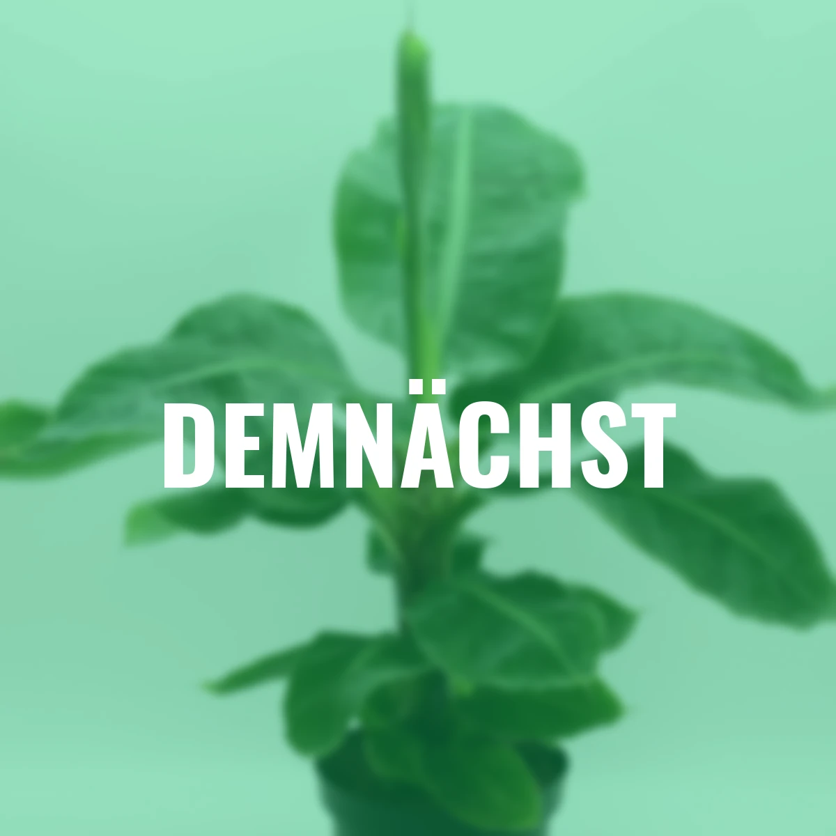 Banane Musa Tropicana, Höhe ca. 20-30 cm günstig kaufen bei Gärtner Harry